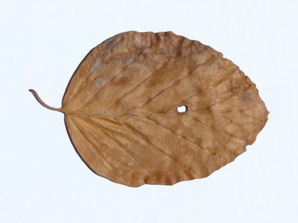 texture 0067 - Texturelib